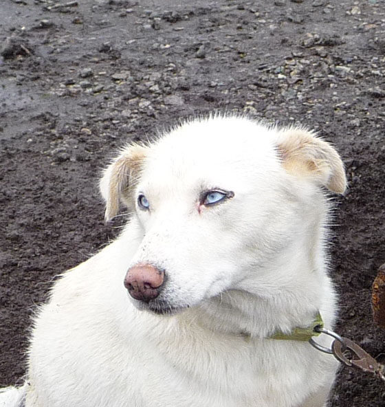 Ol’ Blue Eyes in Norway | MARI'S TRAVELS WITH HER CAMERA